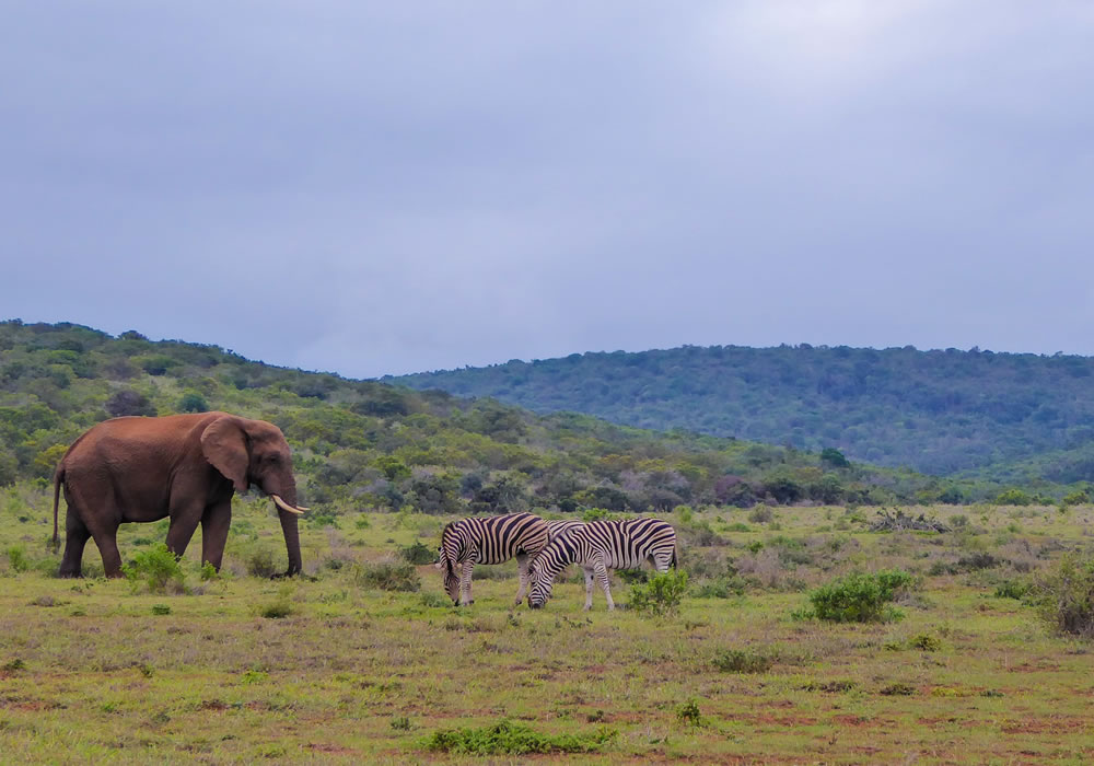 Uganda National Parks - African Pearl Safaris